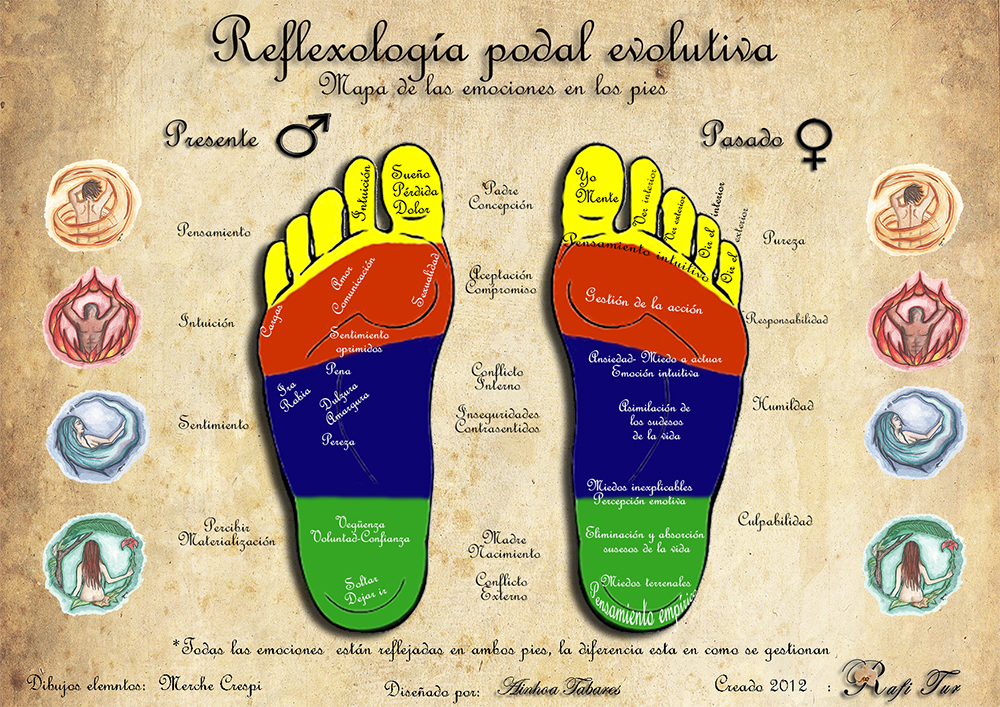 mapa reflexologia podal evolutiva 2014