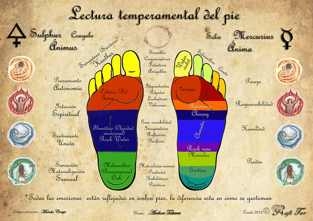 Reflexología Podal Evolutiva